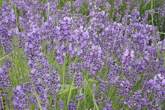 See the Hungarian Sea: Lake Balaton - FAQ