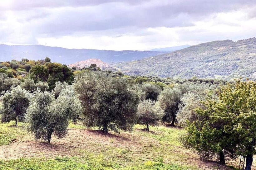 Seggiano: Extra Virgin Olive Oil Museum Visit and Tasting - What to Expect from the Tour