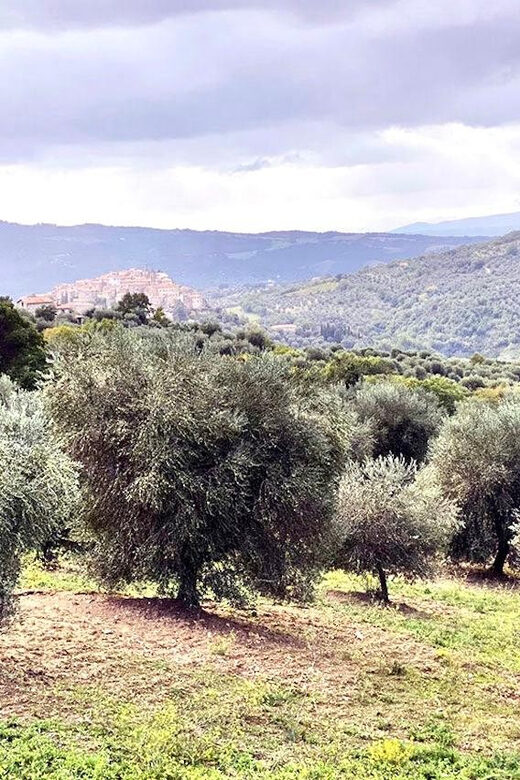 Seggiano: Extra Virgin Olive Oil Museum Visit and Tasting - Authentic Experiences and Guest Feedback