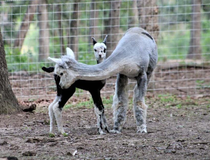 Seguin: Alpaca Experience and Adventure Tour - What Youll Do During the Tour