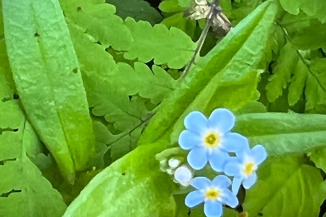 Segway Coastal Scenic Rainforest Tour - An In-Depth Look at the Tour Experience