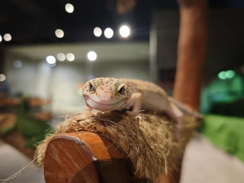 Selangor : Just Farm at Just Pets Megastore Ticket - Who Is This Experience Best For?