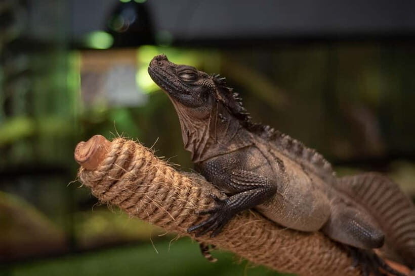 Selangor : Just Farm at Just Pets Megastore Ticket - FAQ