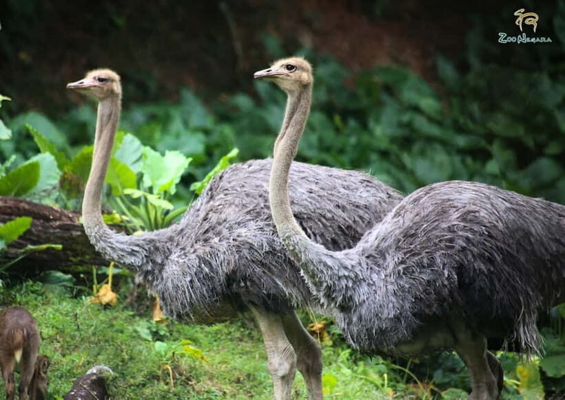 Selangor: Zoo Negara E-Ticket - Review Highlights from Visitors
