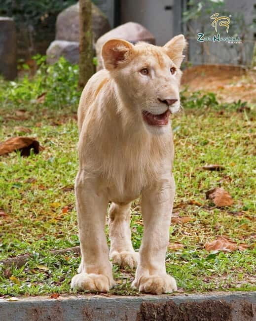 Selangor: Zoo Negara E-Ticket - FAQs
