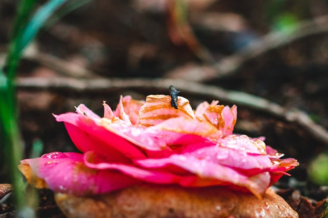 Self-Drive Tour in Sintra Review - Additional Information