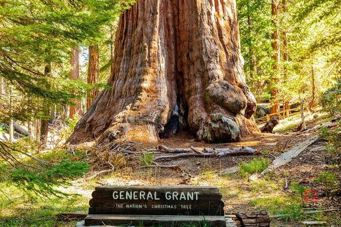 Self-Guided Audio Driving Tour in Sequoia and Kings Canyon - The Value Proposition: Is It Worth It?