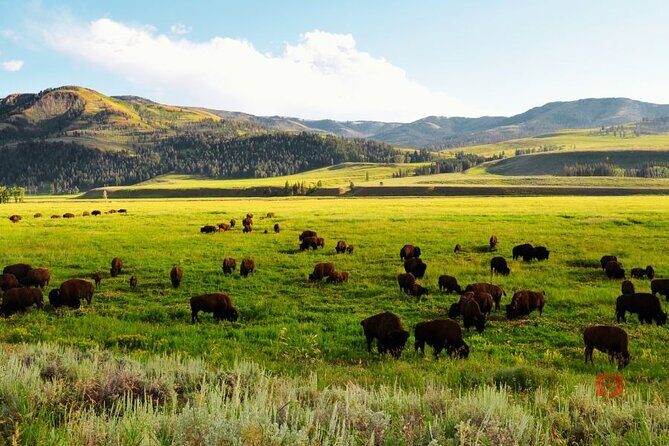 Self-Guided Audio Driving Tour in Yellowstone and Grand Teton - FAQ