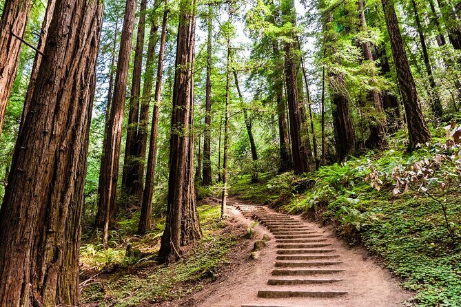 Self Guided Driving Audio Tour of Redwood National and State Park - Introduction: A Practical Way to Experience Redwood’s Magnificence