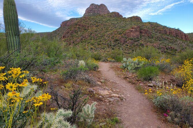 Self Guided Driving Audio Tour of Saguaro National Park - Analyzing the Experience: What Travelers Can Expect