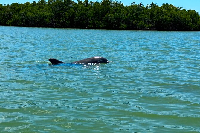 Self Guided EcoTour: Clear/Standard Kayaks -Bonita Springs - FAQ: Common Questions About the Bonita Springs Kayak EcoTour