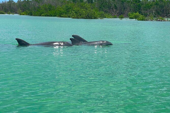 Self Guided Standup Paddle Board EcoTour -Bonita Springs - Frequently Asked Questions