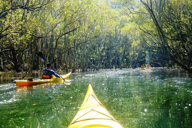Self-Guided Sydney Middle Harbour Kayak 3 Hour Tour by Single Kayak - The Experience in Detail