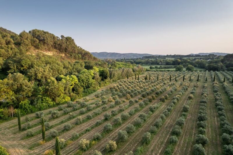 Self Tour of the Olive Oil Mill & Olive Oil Tasting - Additional Activities and Highlights