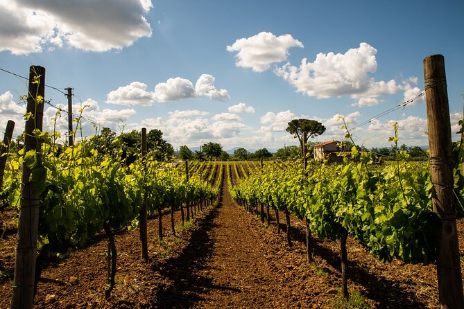 Sella Delle Spine Taurasi: Tasting, Vineyard and Cellar Tour - Exploring the Vineyard: A Guided Journey