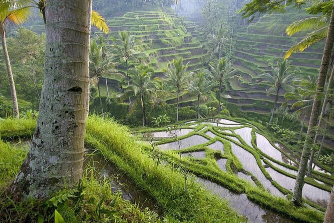 Selogriyo Temple and Trekking Java Rice Terraces, hidden waterfall -Nature Java - FAQ