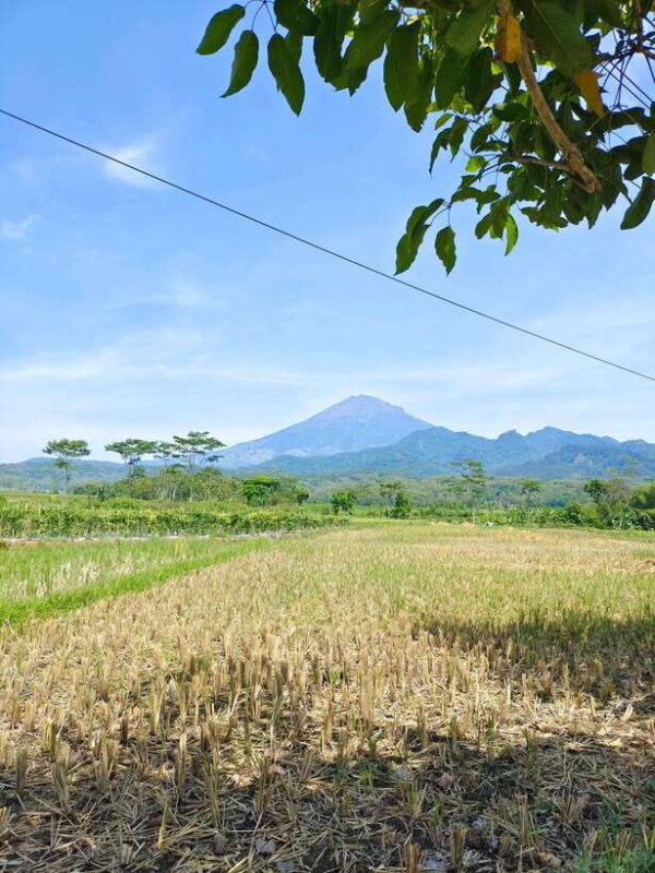 Selogriyo Temple, treking Java Rice Terrace hidden waterfall - Key Points
