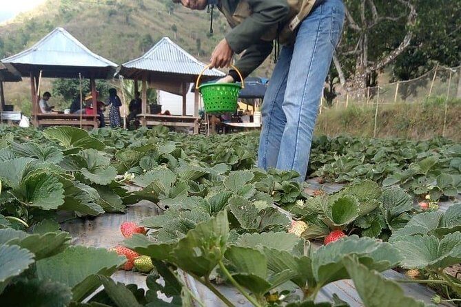 Sembalun Package.. (Special Rice Terrace View) - Value and Booking Considerations