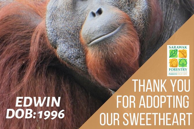 Semenggoh Orangutan Centre from Kuching - Final Thoughts: Is It Worth It?