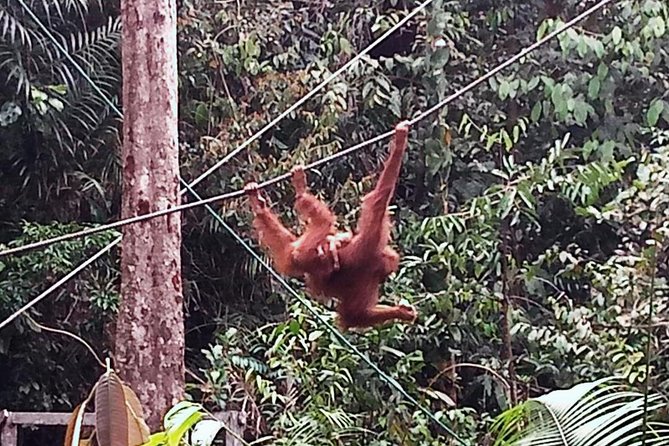 Semenggoh Orangutan Centre from Kuching - In The Sum Up
