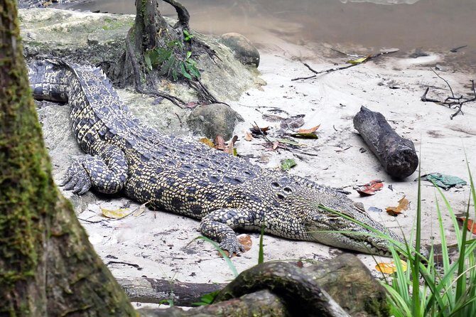Semenggok Wildlife Centre - An In-Depth Look at the Tour Experience