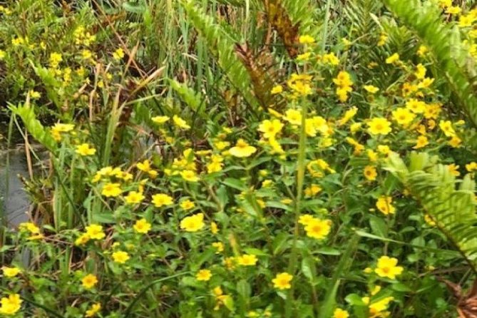 Semi-Private 1-Hour Airboat Tour of Miami Everglades - Exploring the Details: What to Expect from the Tour