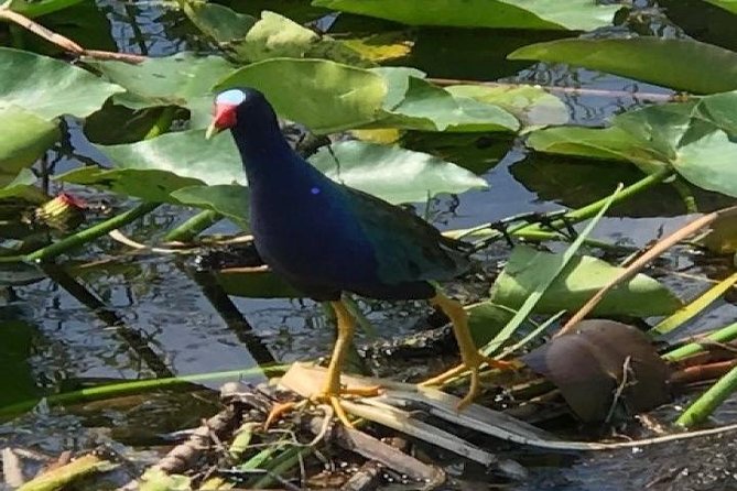 Semi-Private 1-Hour Airboat Tour of Miami Everglades - The Value for Money