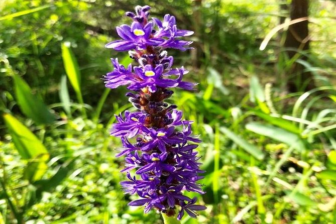 Semi-Private 1-Hour Airboat Tour of Miami Everglades - The Sum Up