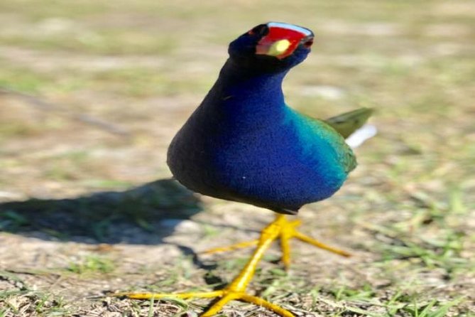 Semi-Private 1-Hour Airboat Tour of Miami Everglades - FAQ