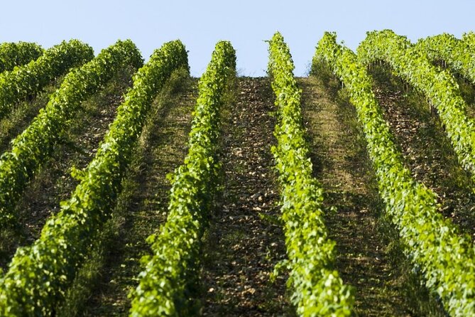 Semi Private Deep Wine Chianti and San Gimignano From Florence - Highlights From Guest Reviews
