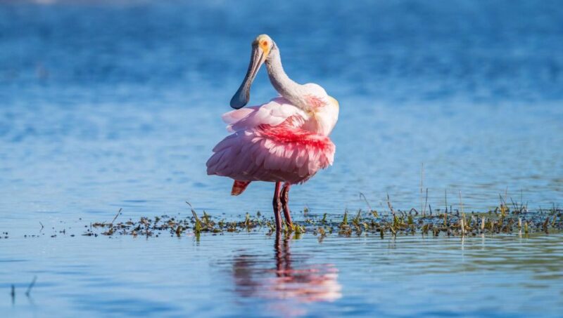 Semi-Private Everglades Tour from Miami Or Fort Lauderdale - Who Will Love This Tour and Who Might Be Better Served Elsewhere?