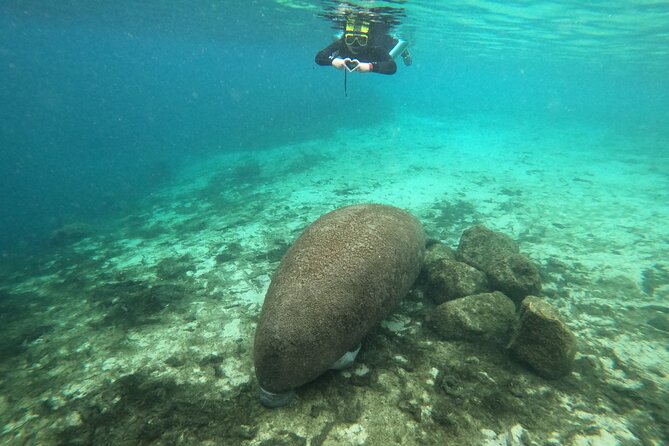 Semi-Private Manatee Snorkeling With in Water Guide - Accessibility Considerations