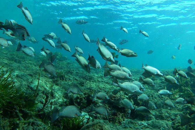 Semi-Private Manatee Snorkeling With in Water Guide - Manatee Conservation Efforts