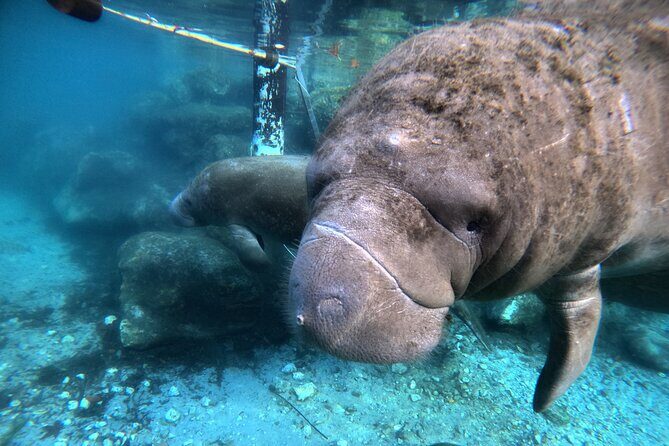 Semi Private Manatee Swim Tour - A Deep Look at the Manatee Swim Tour