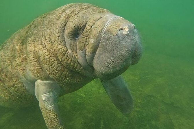 Semi-Private Manatee Swim Tour With Guide (Photos Included) - The Itinerary: What to Expect