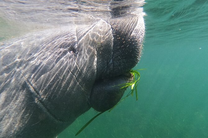 Semi-Private Manatee Swim Tour With In-Water Guide/Photographer - Final Thoughts: Is It Worth It?