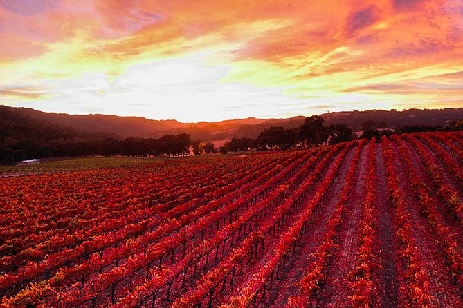 Semi-Private, Modified Hop-On Hop-Off Wine Tasting Tour From Paso Robles - Customizing Your Wine Tasting Experience