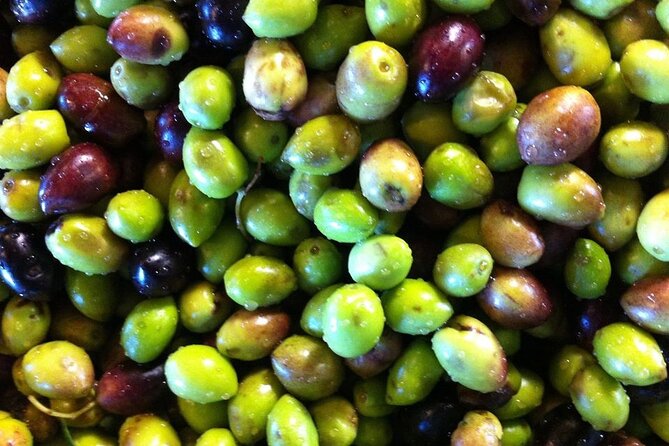 Semi- Private Olive Grove and Dragon Fruit Farm with Tastings - Authenticity and Local Flavor