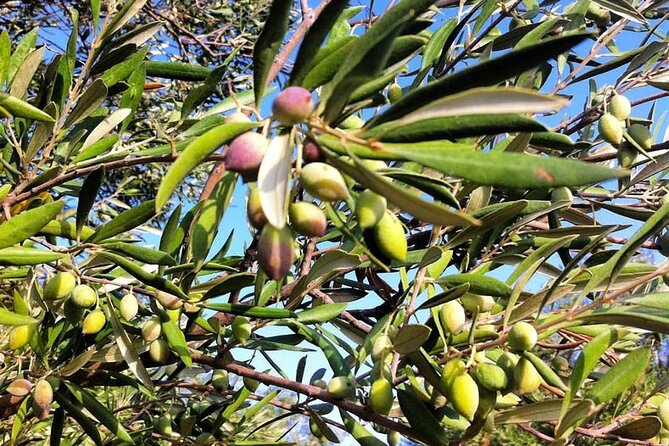 Semi- Private Olive Grove and Dragon Fruit Farm with Tastings - The Sum Up: Why This Tour Offers Real Value