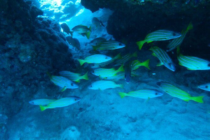 Semi -Private Snorkel Escursions in Lahaina, Maui - Key Points