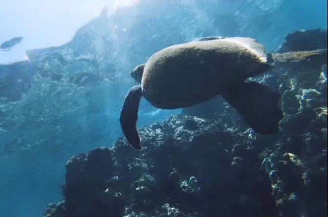 Semi -Private Snorkel Escursions in Lahaina, Maui - What to Expect on Your Maui Snorkeling Journey