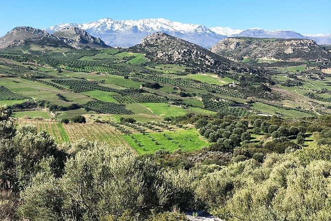 Semi Private Wine and Olive Oil Tour (Transfer & Lunch Incl.) - Culinary Delights: Cooking With a Local Chef