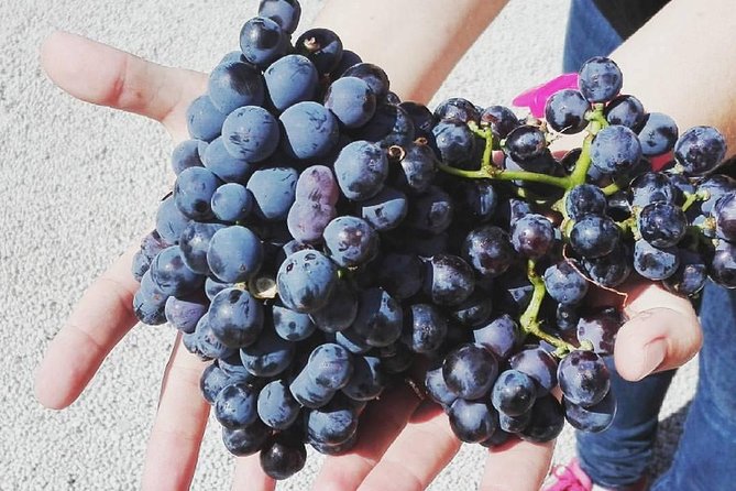 Semi-Private Wine Discovery Tour in Chania - Highlights of the Tour