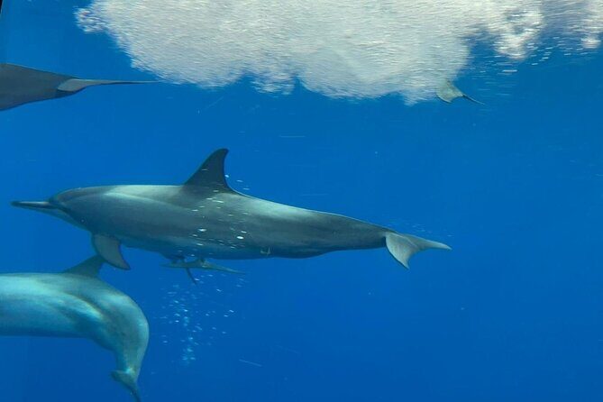 Semi Submarine Boat Experience to Klein Bonaire - An In-Depth Look at the Bonaire Semi-Submarine Experience