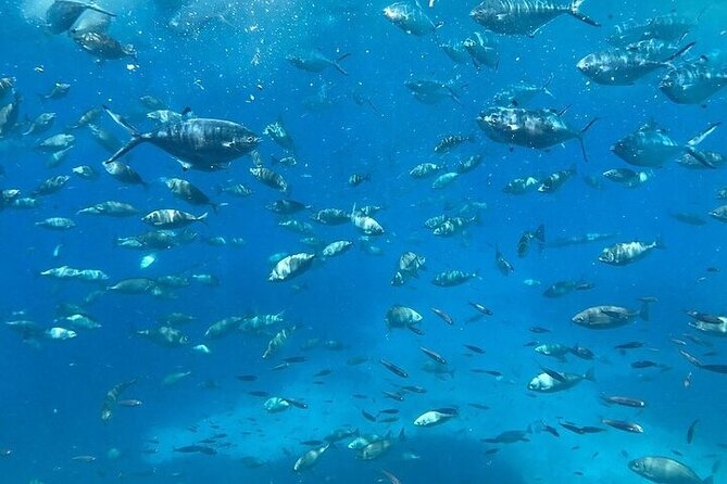 Semi-Submarine Tour From Agios Nikolaos - Marine Life Observation