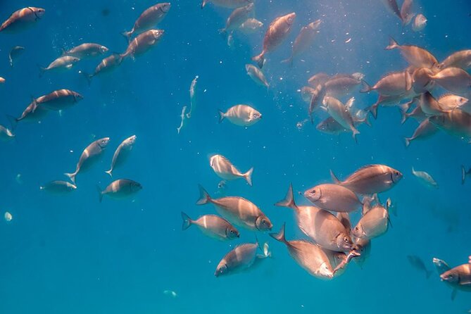 Semi-Submarine Tour From Agios Nikolaos - Multilingual Audio Guidance