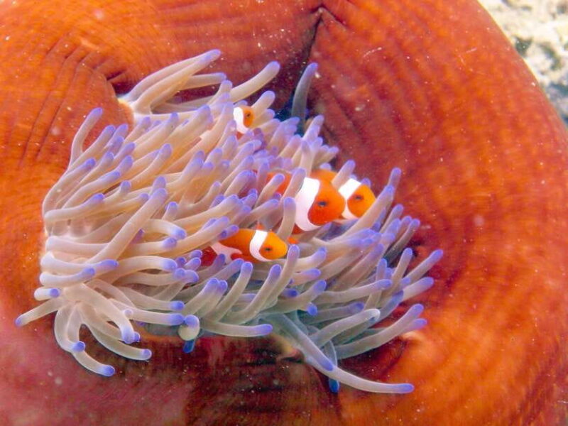 Semporna: Bohey 3 Islands Hike, Snorkel/Dive Tour with Lunch - FAQ