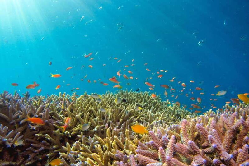 Semporna: Explore 3 Islands Tour Snorkel or Dive & Lunch - The Journey: Transport & Timing