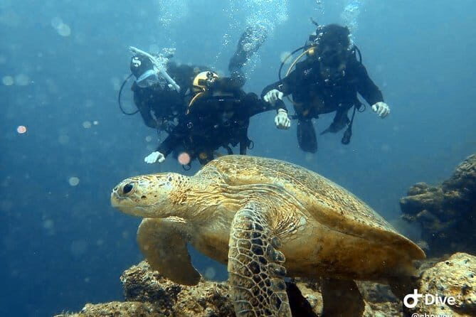 Semporna Hike Bohey 3 Island Snorkel Dive Tour and Lunch - Who Will Love This Tour?