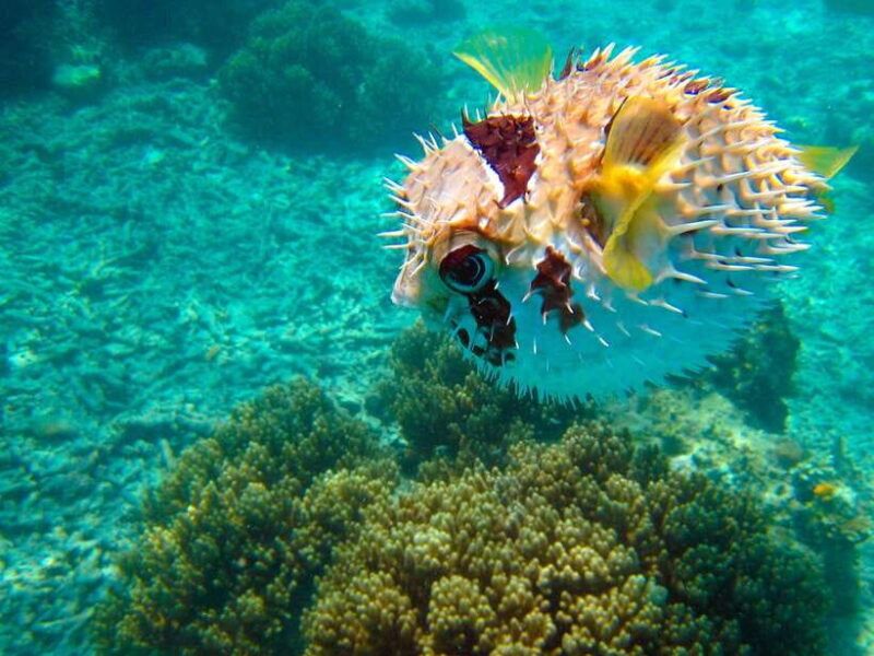 Semporna: Mabul and Kapalai Trip in Snorkel or Dive & Lunch - Practical Tips and Considerations